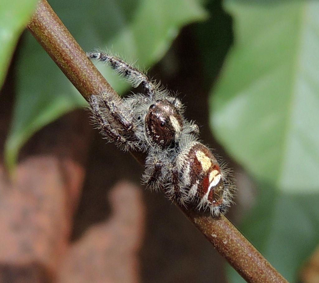 Heavy Jumper from Regentschap Ende, Oost-Nusa Tenggara, Indonesië on ...