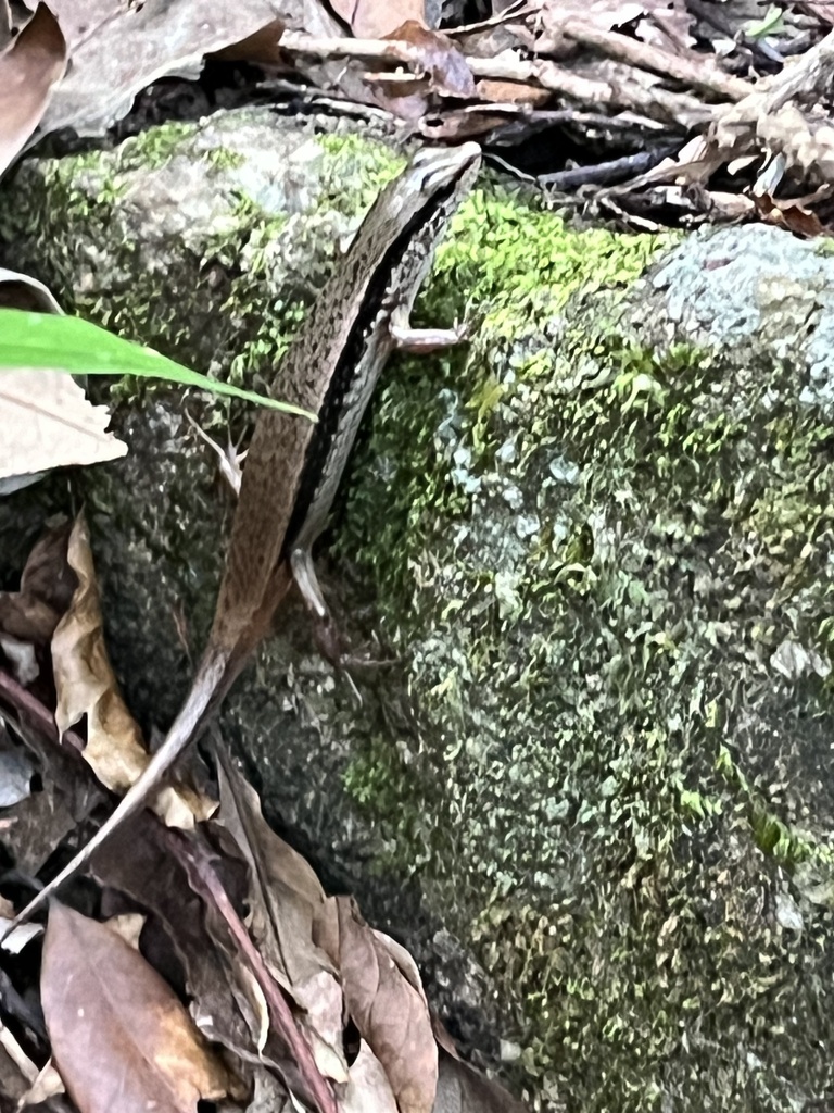 Skinks from 大埔滘, 新界, HK on October 2, 2023 at 05:33 PM by carllee0101 ...