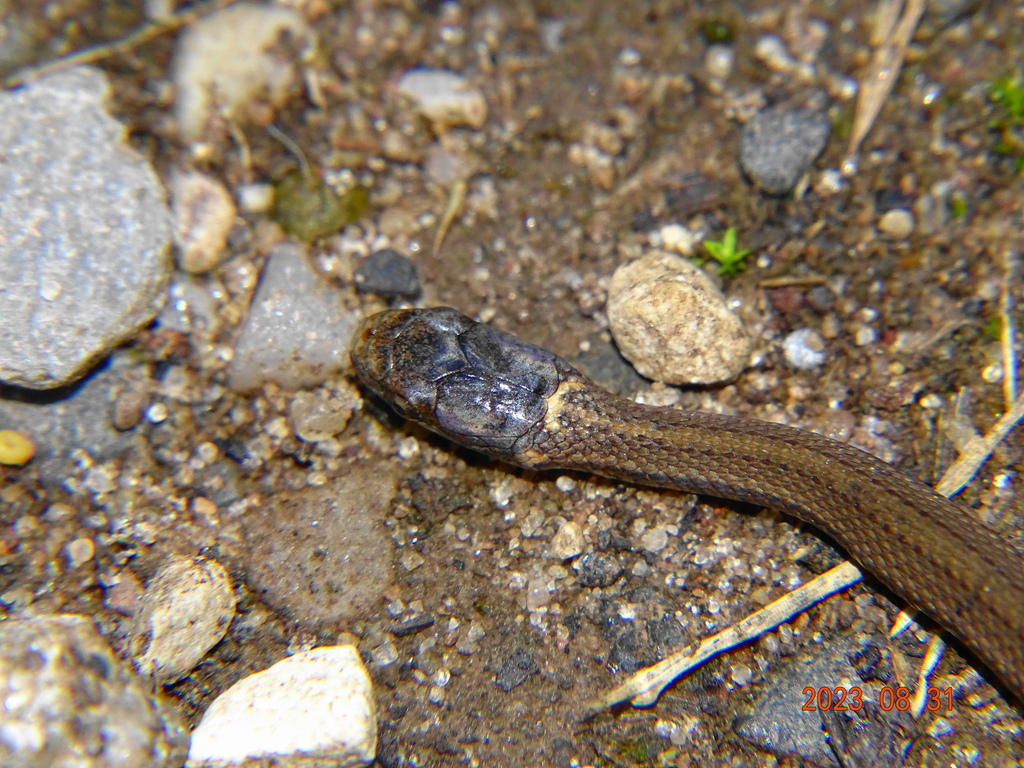 Red-bellied Snake from Dickinson County, Michigan, USA on August 31 ...