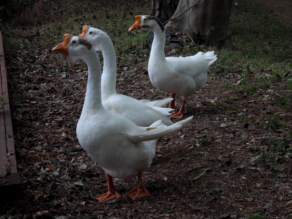Domestic Swan Goose from Kamikitazawa, Setagaya City, Tokyo 156-0057 ...