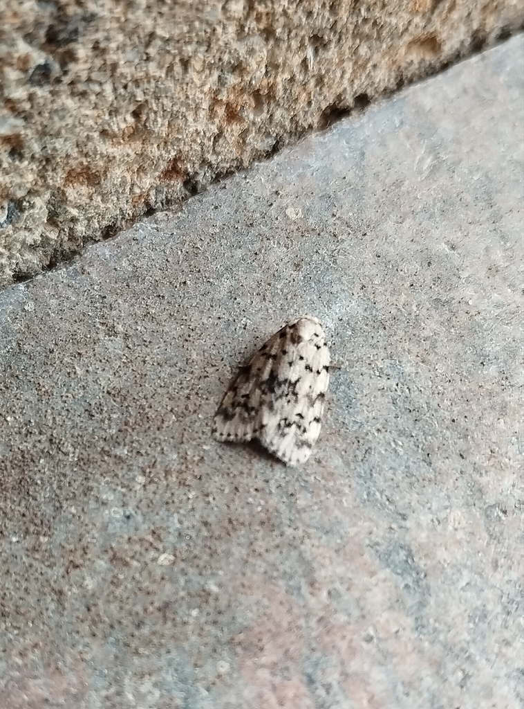 Aemene from TOWER-2, CHARTERED BEVERLY HILLS, Jayanagar housing society ...