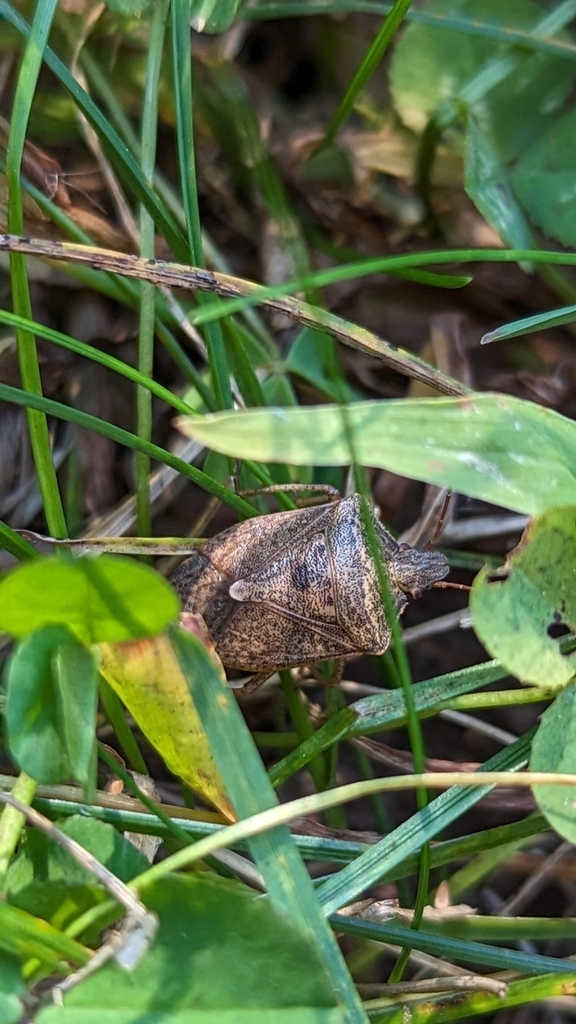 Brown Stink Bugs from Colchester, VT 05446, USA on October 1, 2023 at ...