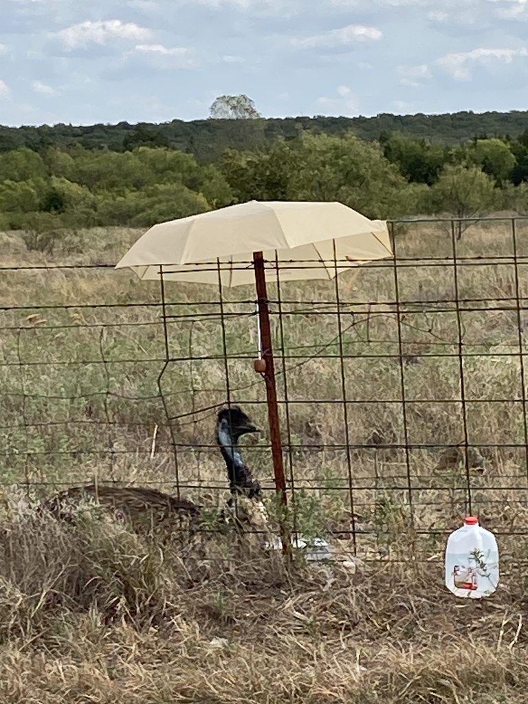 Mainland Emu from Bowie, TX, US on October 1, 2023 at 01:39 PM by ...