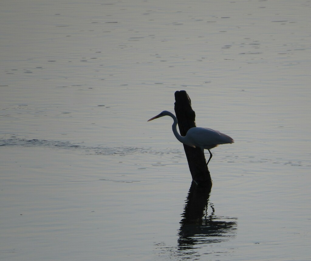Great Egret from Riverfront, Wilmington, DE, USA on September 15, 2022 ...