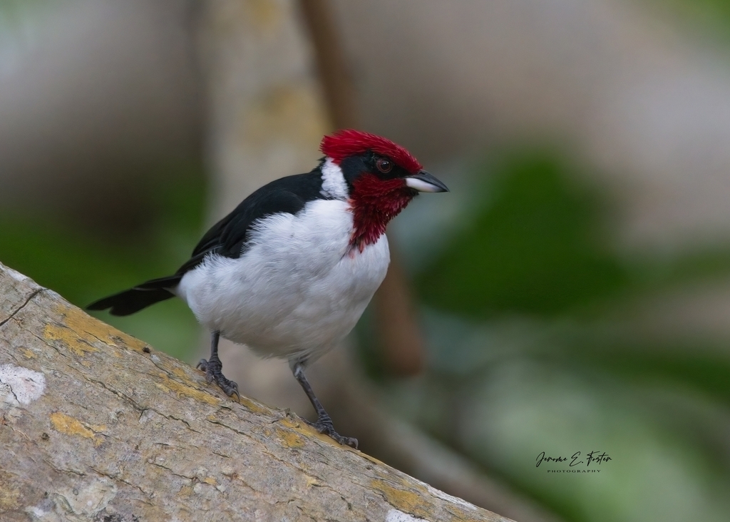 Masked Cardinal from Caroni Swamp, Trinidad and Tobago on September 30 ...