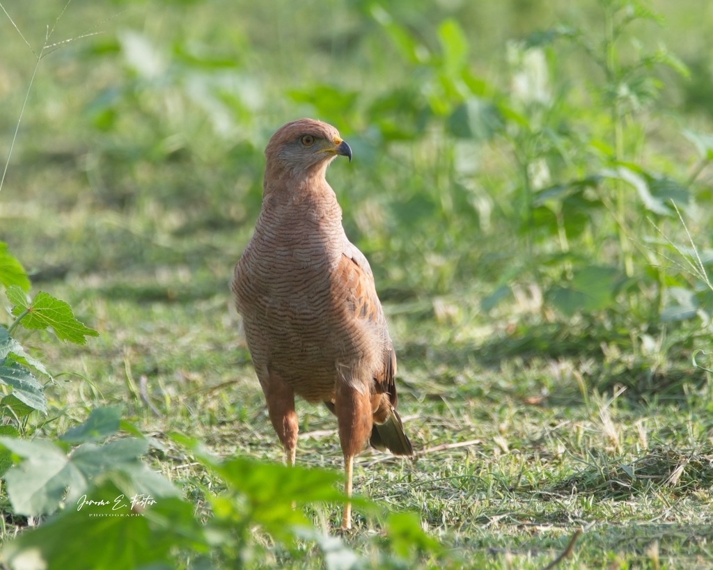 Savanna Hawk from Carapo, Trinidad and Tobago on October 1, 2023 at 04: ...