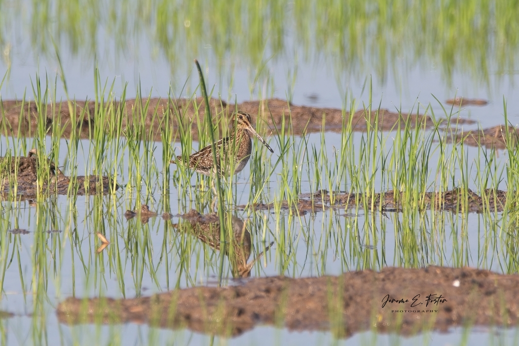 Wilson's Snipe from Caroni Rice Fields, Trinidad and Tobago on ...