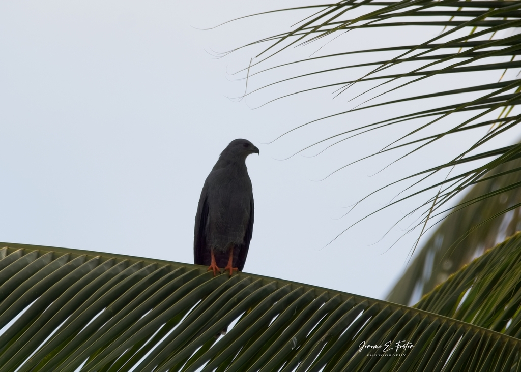 Crane Hawk from Icacos, Cedros, Trinidad and Tobago on September 24 ...