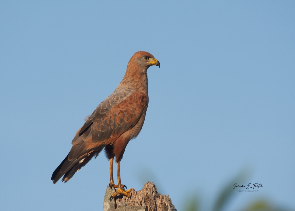 Savanna Hawk from Icacos, Cedros, Trinidad and Tobago on September 24 ...