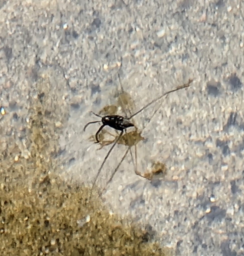 Metrobates hesperius from Queensbury, NY 12804, USA on September 30 ...