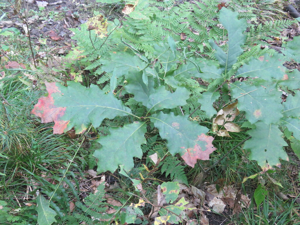 northern red oak from 87 Ritchie Ave, Milton, VT 05468, USA on ...