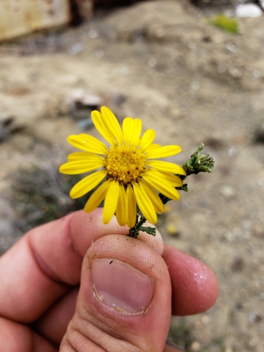 (Xanthisma scabrellum)