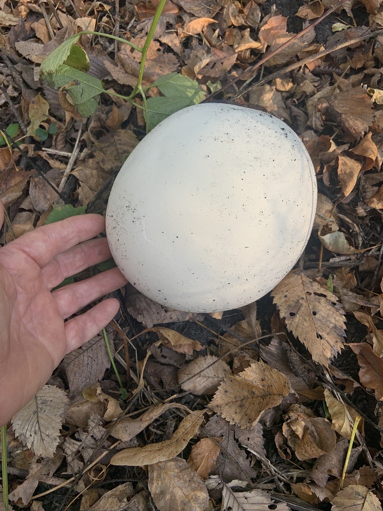 giant puffball from Owatonna, MN, US on October 2, 2023 at 08:58 AM by ...