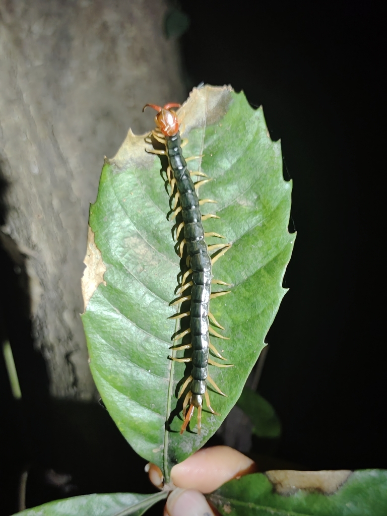 Chinese Red-headed Centipede on October 2, 2023 at 09:29 PM by 帕索卡 ...