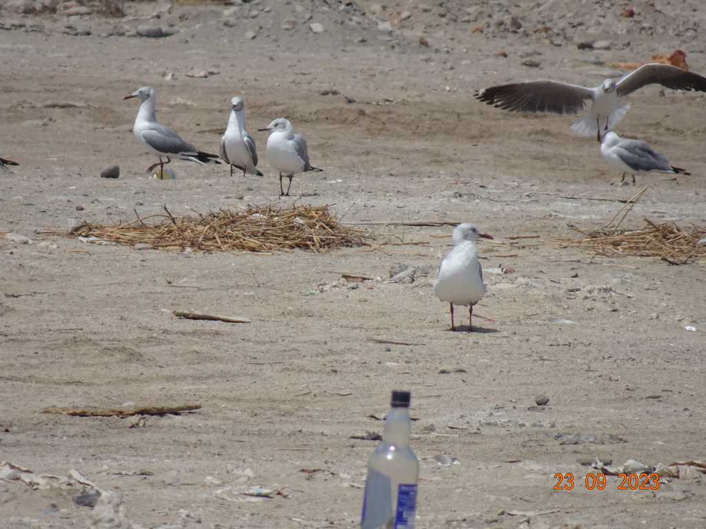 Grey-hooded Gull from Pisco, Perú on September 23, 2023 at 10:41 AM by ...