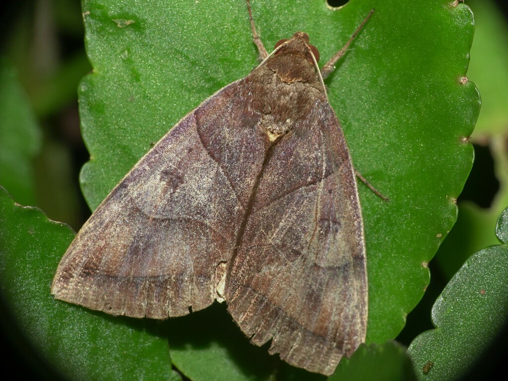 Artena submira from BNHS CEC on September 30, 2023 at 08:37 AM by ...