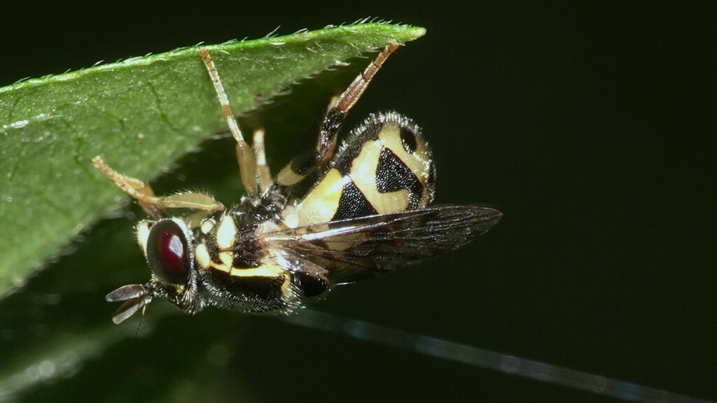 Graptomyza brevirostris from BNHS CEC on September 30, 2023 at 08:41 AM ...