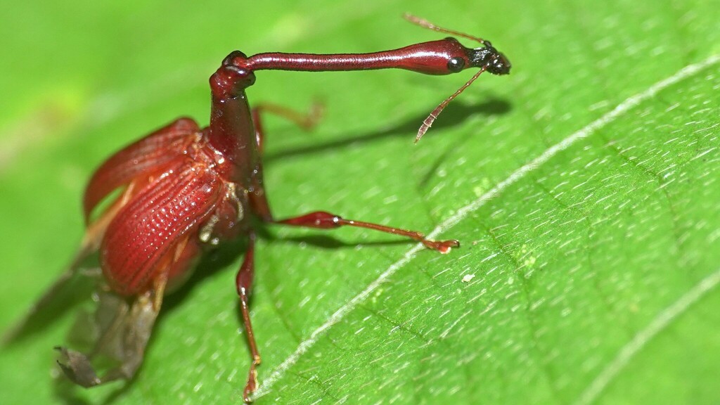Paracycnotrachelus from BNHS CEC on September 30, 2023 at 09:42 AM by ...