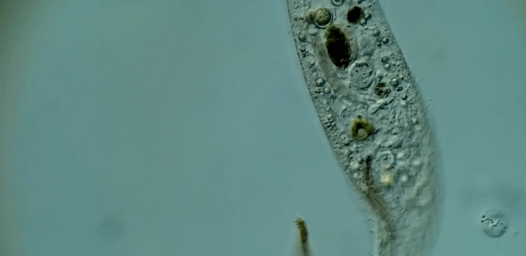 Loxodes striatus from Amagansett, NY, USA on October 1, 2023 at 10:15 ...