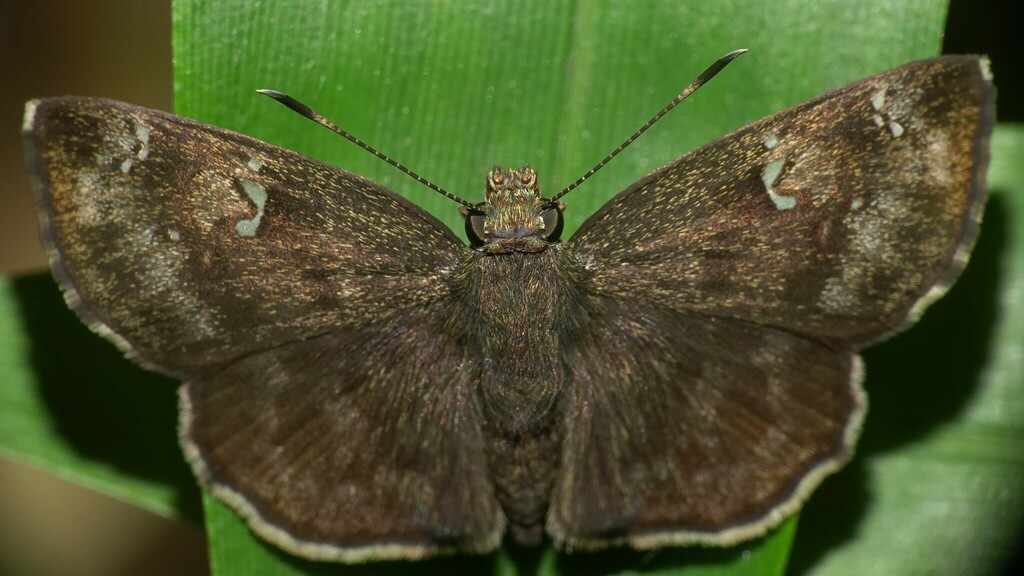 Common Small Flat from BNHS CEC on September 30, 2023 at 10:08 AM by ...