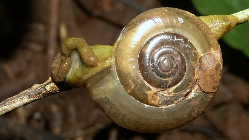 Macrochlamys from BNHS CEC on September 30, 2023 at 10:12 AM by Dinesh ...