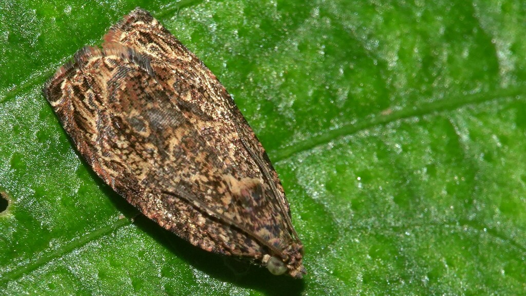 Sycacantha from BNHS CEC on September 30, 2023 at 10:18 AM by Dinesh ...