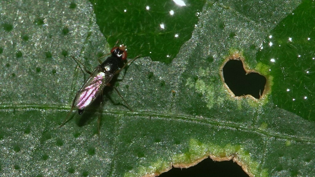 Strongylophthalmyia from BNHS CEC on September 30, 2023 at 10:19 AM by ...