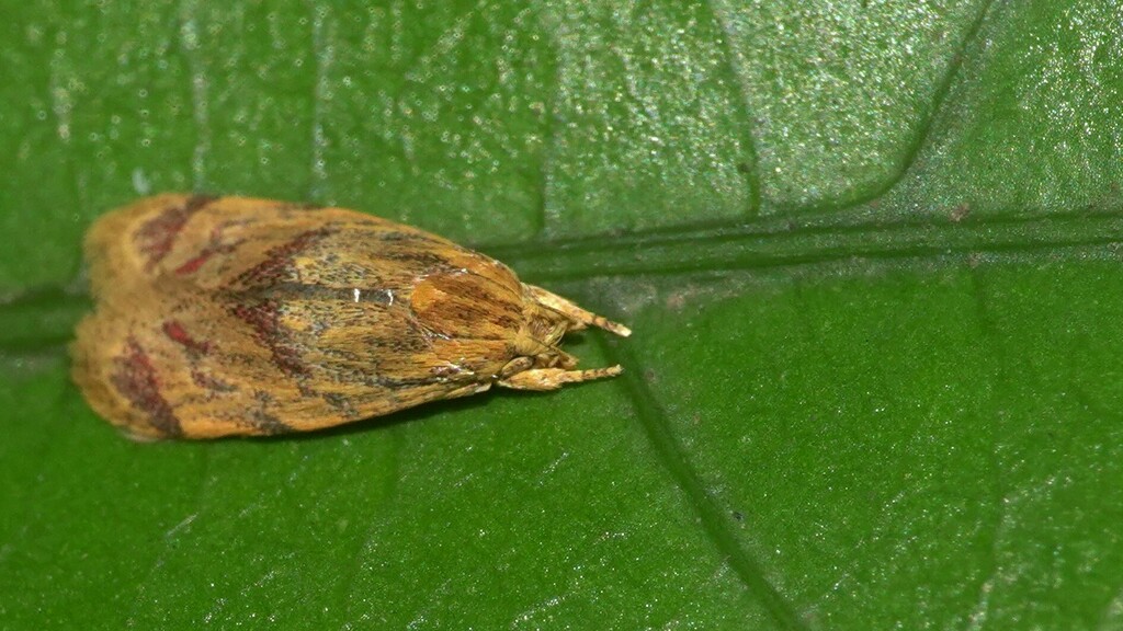 Eonympha from BNHS CEC on September 30, 2023 at 10:22 AM by Dinesh ...