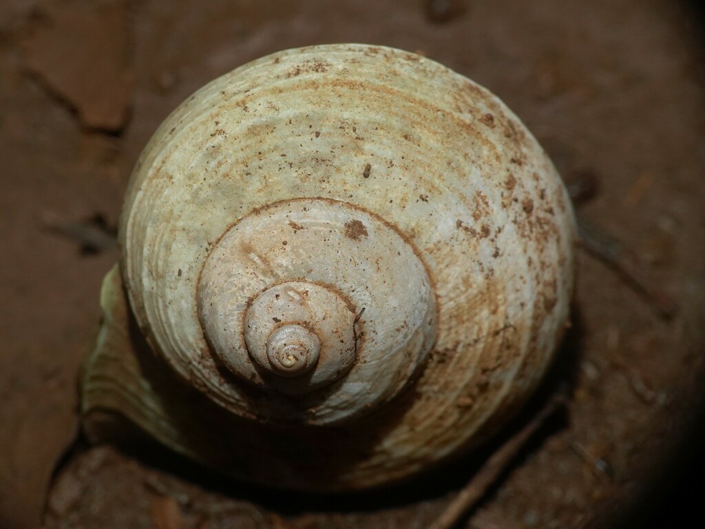 Cyclophorus indicus from BNHS CEC on September 30, 2023 at 10:36 AM by ...