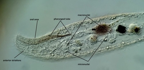 Loxodes striatus · NaturaLista Colombia