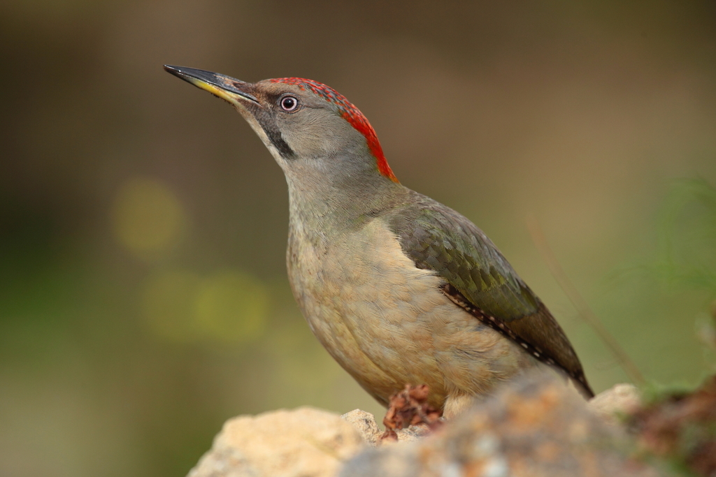 Pito ibérico ( Aves de Lemoa) · iNaturalist