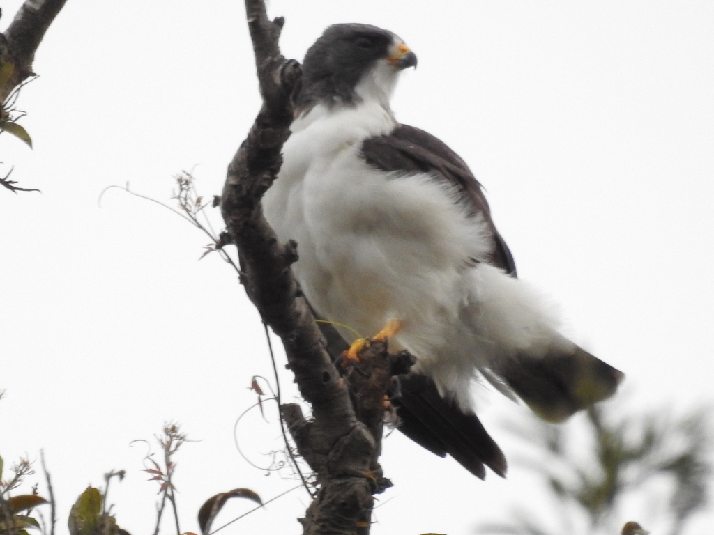Short-tailed Hawk in August 2021 by miscbr · iNaturalist