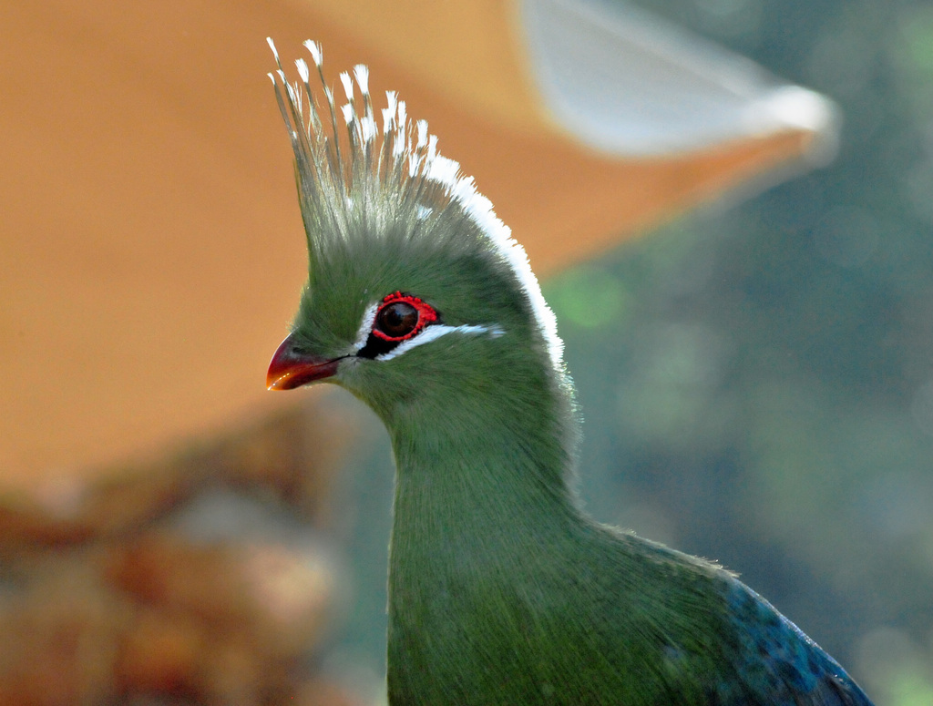 Livingstone's Turaco (Tauraco livingstonii) - Avian Discovery