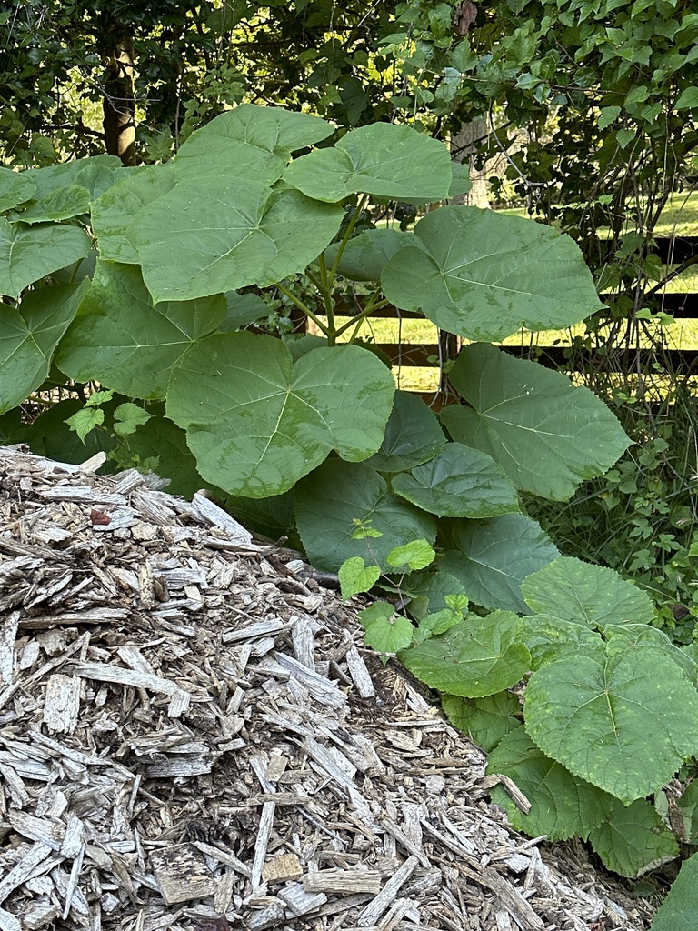 princess tree from Bradley Blvd, Bethesda, MD, US on October 2, 2023 at ...