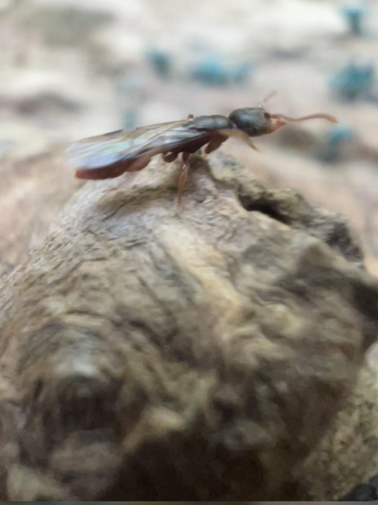 Eastern Dracula Ant from Clark Reservation State Park, Jamesville, NY ...