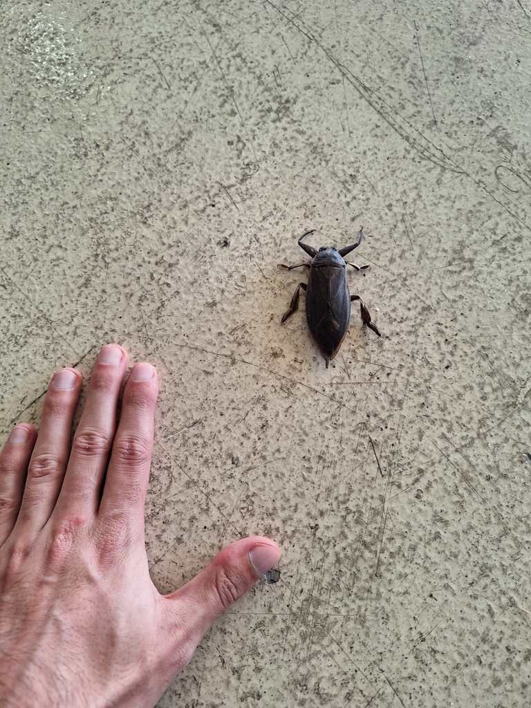 Eastern Toe-biter from Sanford, FL, USA on October 2, 2023 at 10:50 AM ...