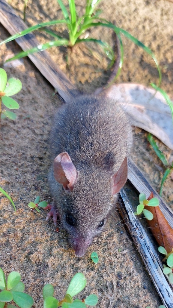 House Mouse from Trinidad, Casanare, Colombia on October 2, 2023 at 07: ...