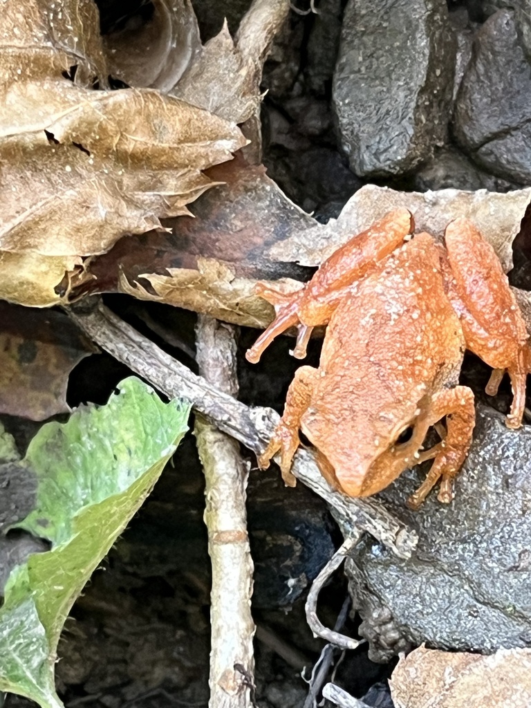 Spring Peeper from Lake Ariel, PA, US on October 2, 2023 at 11:44 AM by ...