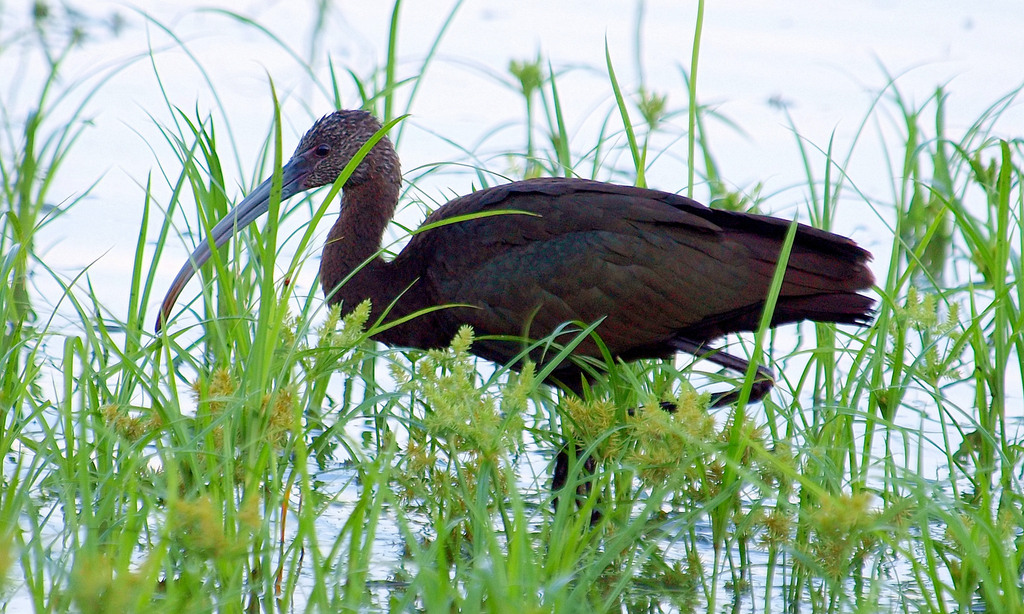 White-faced Ibis from Dallas, TX, USA sunset bay pier on September 27 ...