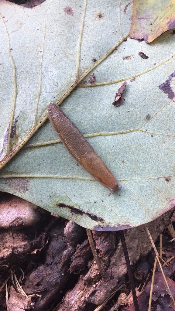 Arion Slugs from River Rd, Bethesda, MD, US on October 2, 2023 at 12:00 ...