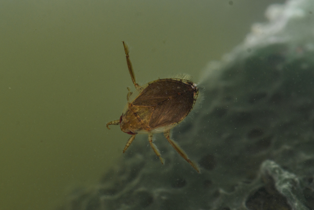 Diplonychus rusticus from 中国南京市江宁区龙眠大道 on September 26, 2023 at 10:52 ...