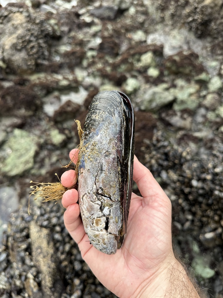 Black Mussels from Gulf of the Farallones, CA, US on October 1, 2023 at ...