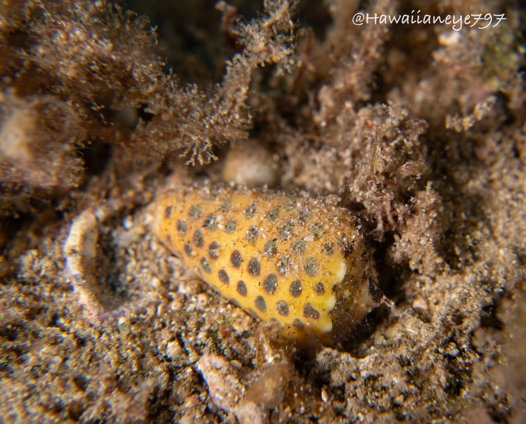 Flea-bitten Cone from North of Makaha on September 29, 2023 at 09:47 AM ...