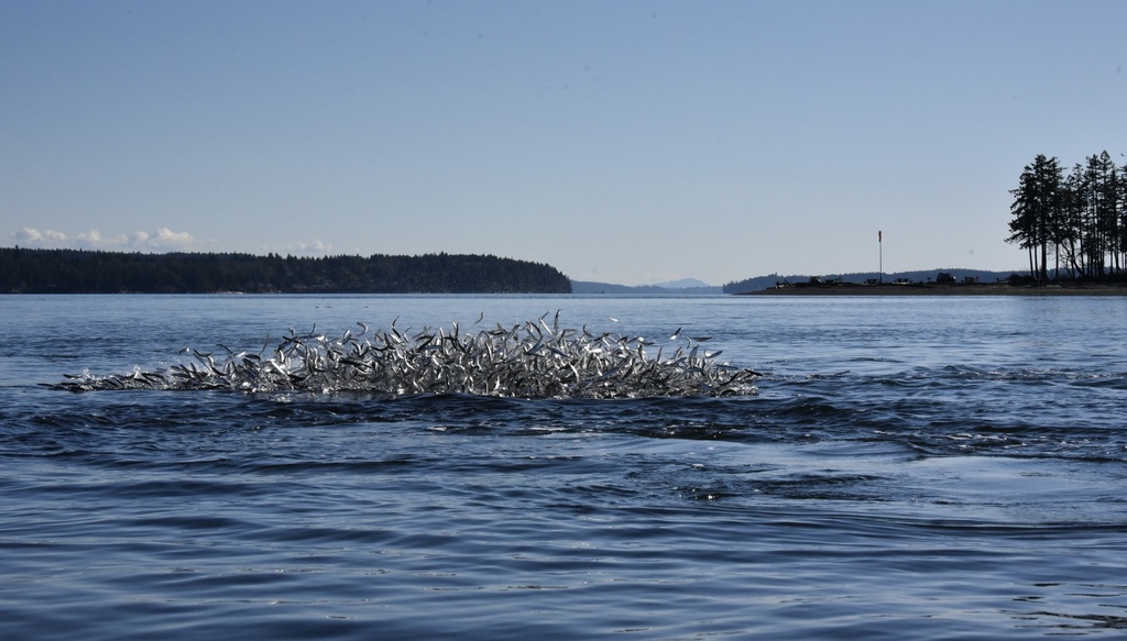 Pacific herring from Case Inlet, Shelton, WA, US on March 9, 2020 at 04 ...