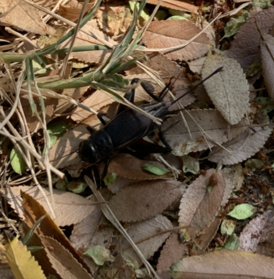 Fall Field Cricket from University of Missouri, Columbia, MO, US on ...