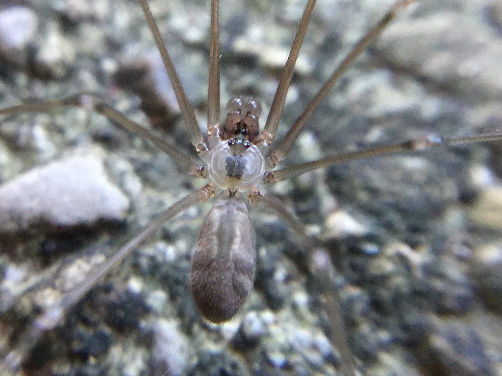 Cellar Spider in October 2023 by Matthew Lindsey. Distinguished from *P ...