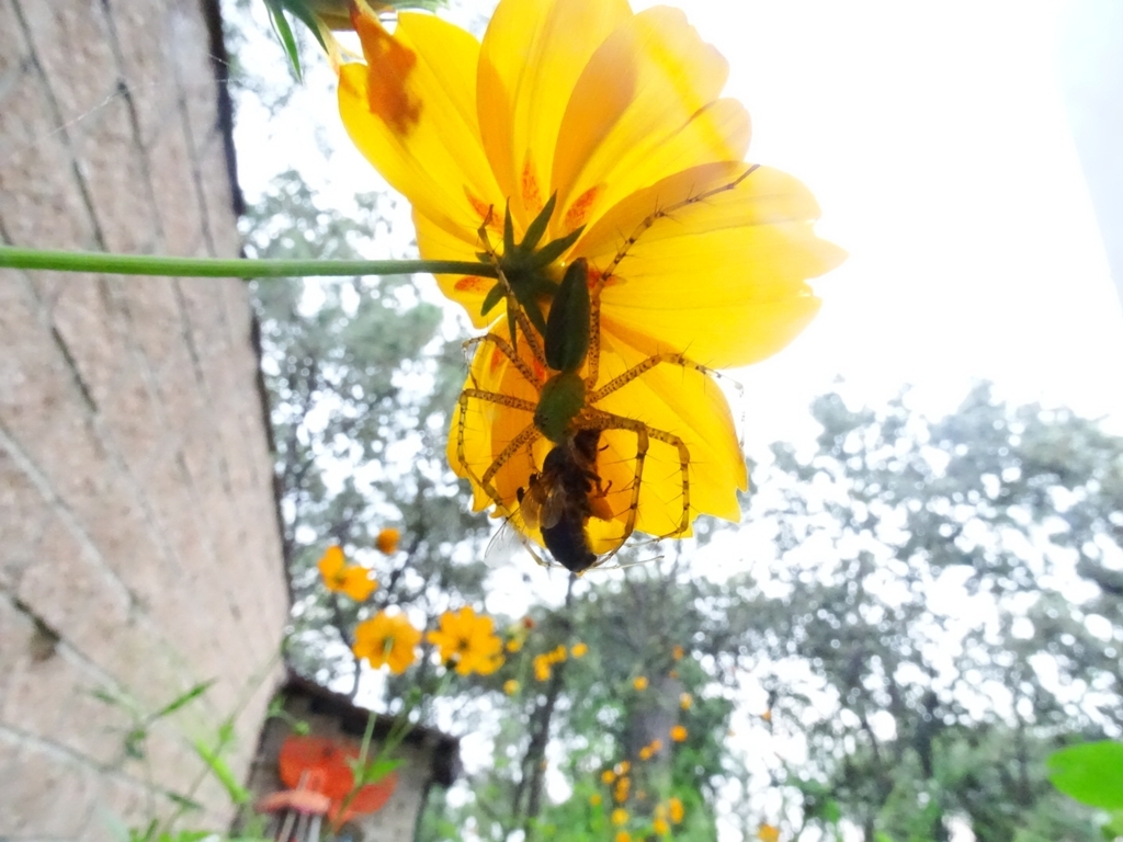 Green Lynx Spiders from Pinar de la Venta, Jal., México on October 1 ...