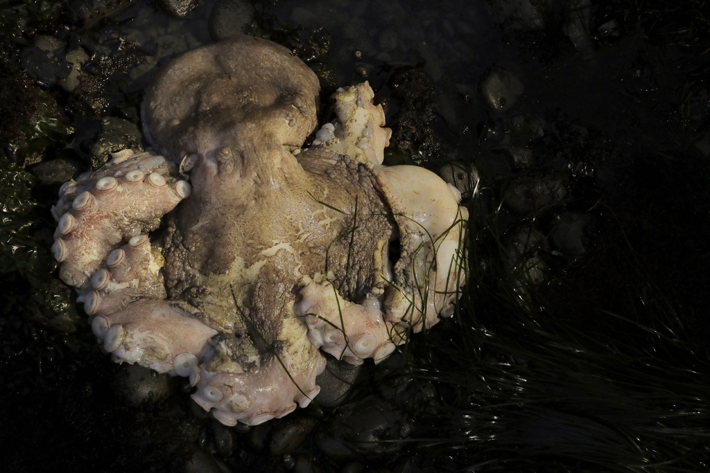 Giant Pacific Octopus in October 2023 by André Giraldi. Dead large ...