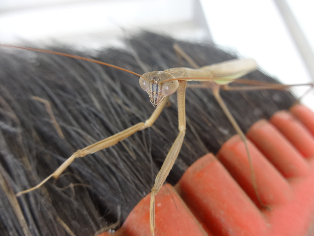 Japanese Giant Mantis from 澎湖科技大學, Xiwei, Magong, Penghu on May 6, 2015 ...