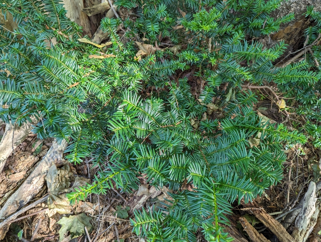 Canadian yew from Stratford, PE C1B 2G9, Canada on October 2, 2023 at ...